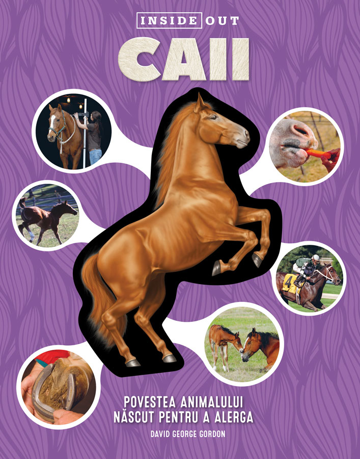 Caii - 3D - David George Gordon